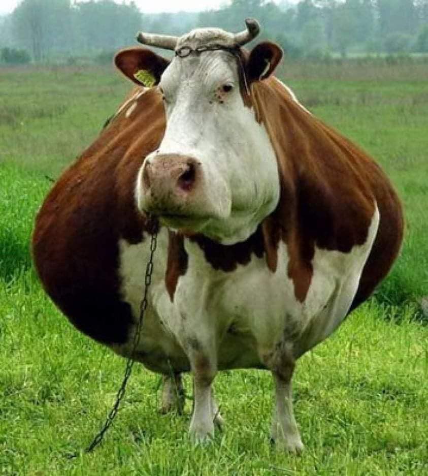It happened now. They had a shock when they saw what the cow gave birth ...