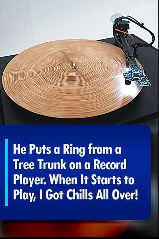 Listening to a Tree Trunk: A Unique Musical Experience - Usa Press