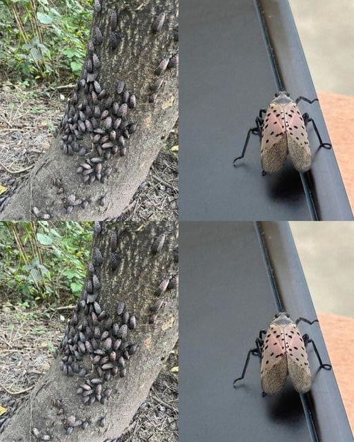 If You Ever See This Insect, Get Rid of It Immediately! - Usa Press