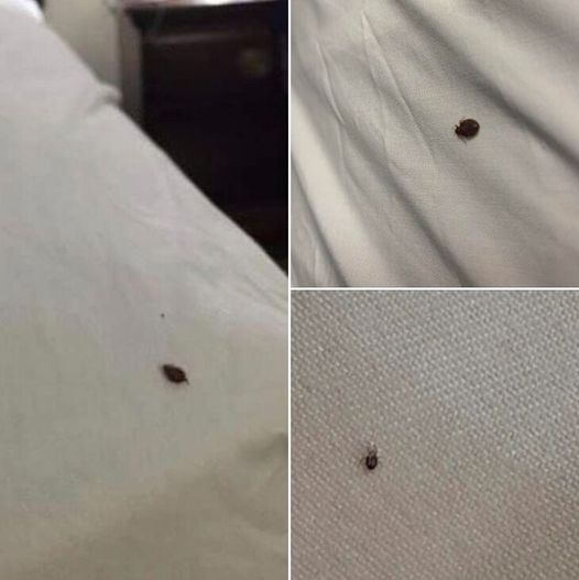 If you find a tick inside your home, here’s what you need to know - Usa ...