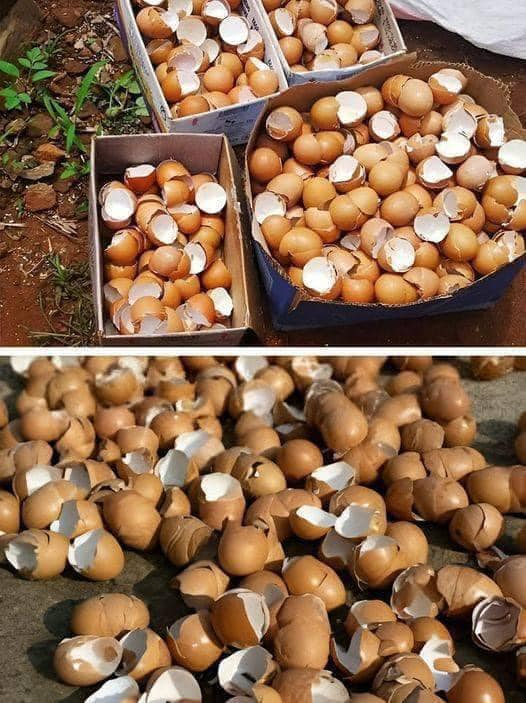 Most people throw away eggshells but don’t realize how important they ...