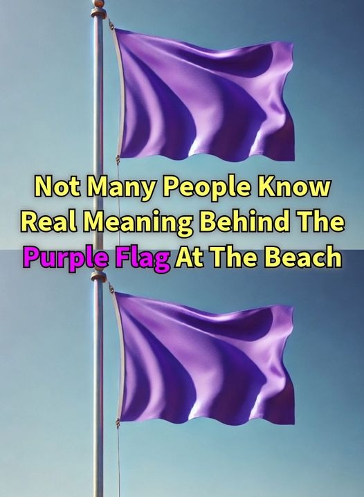 The Meaning of a Purple Flag at the Beach - Usa Press