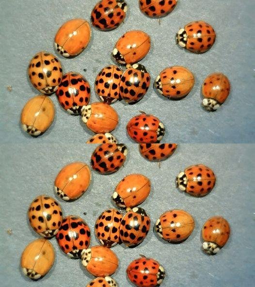 What It Means If You See a Yellow Ladybug - Usa Press