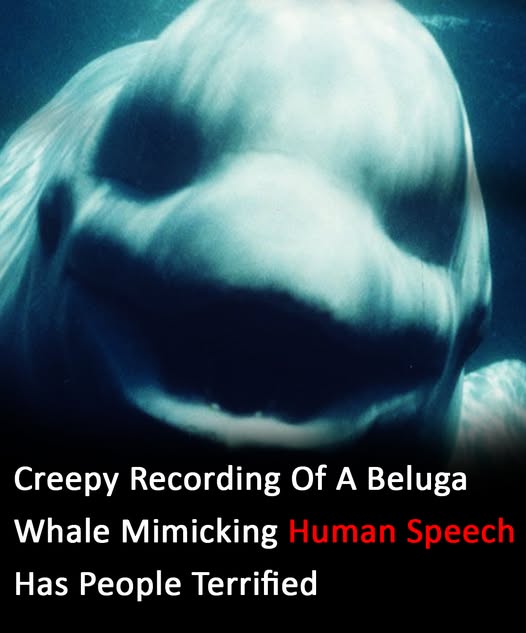 Beluga Whale Mimics Human Sp*ch – A Startling Discovery - Usa Press