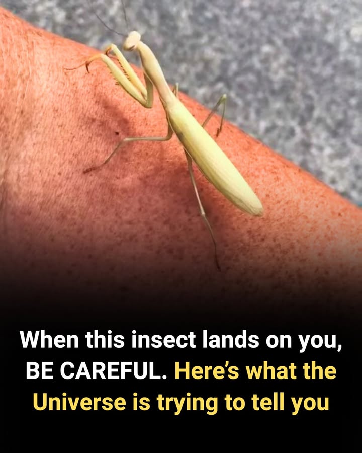 When this insect lands on you, BE CAREFUL. Here’s what the Universe is ...