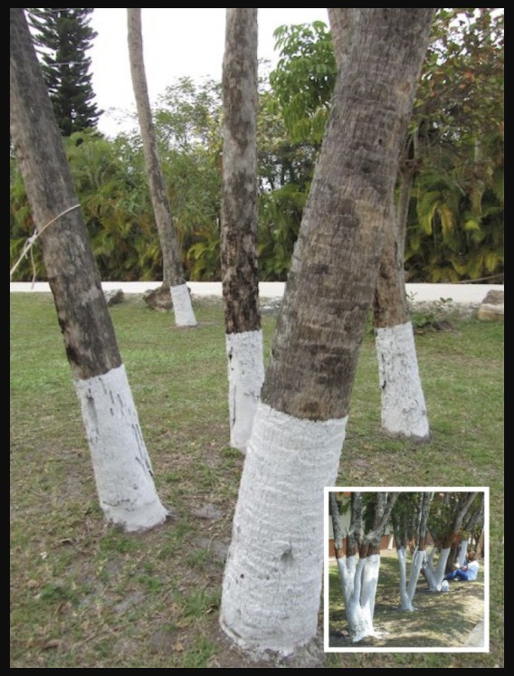If You Spot A Tree Painted White, Here’s What It Means - Usa Press