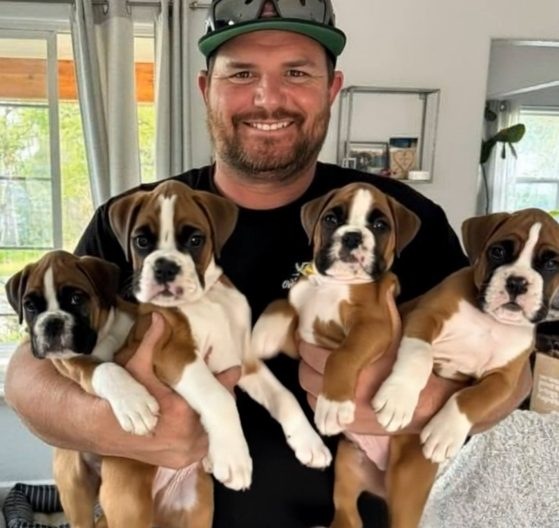 Four Boxer Puppies Found by the Roadside - Usa Press