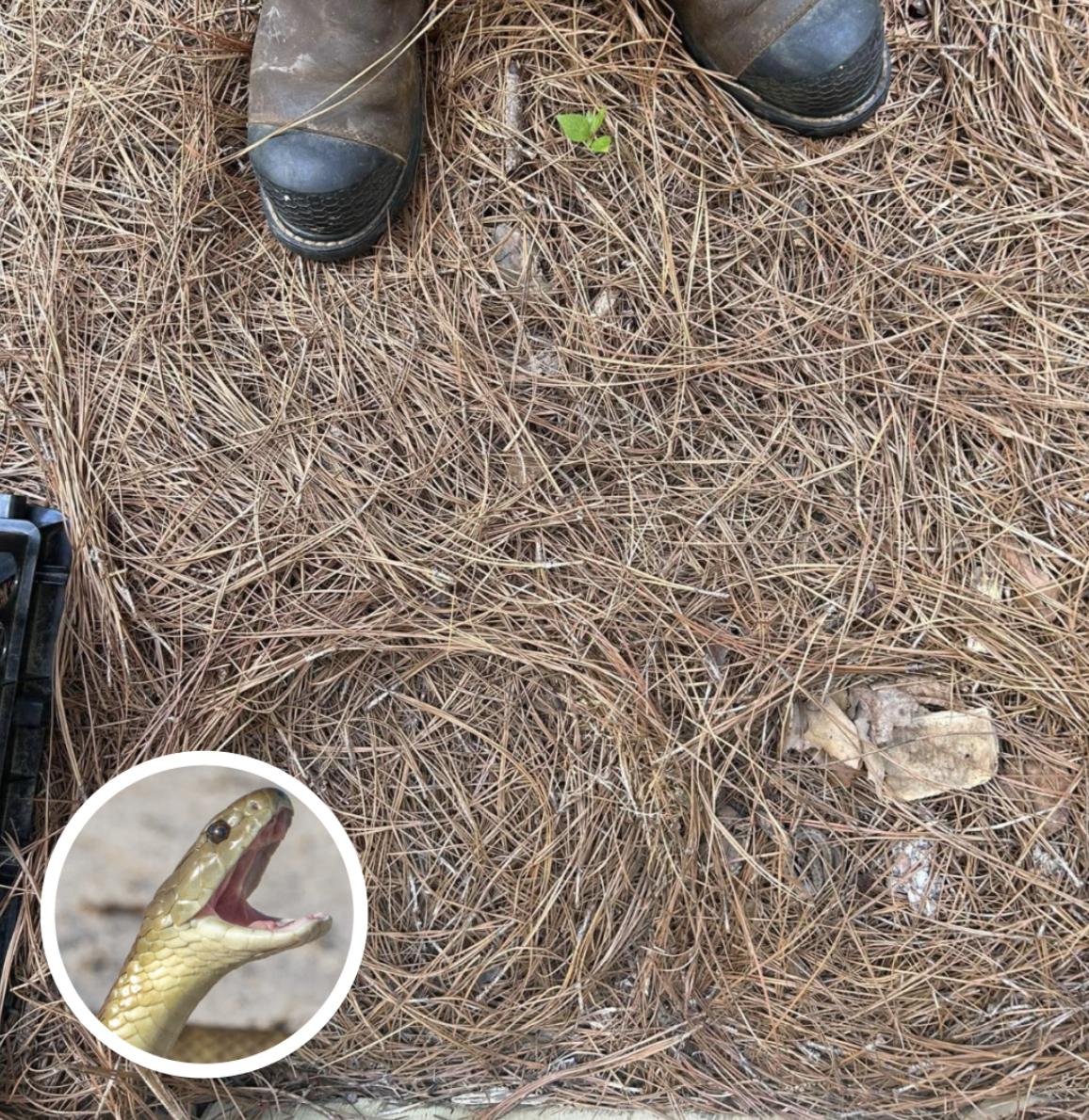 Only People With Sniper Vision Can Spot The Hidden Snake In This Photo ...