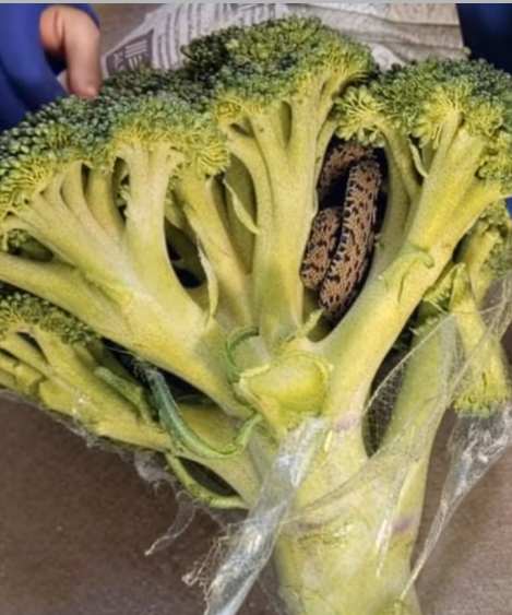 Snake Discovered in Aldi-Bought Broccoli Leaves Shopper Shocked - Usa Press